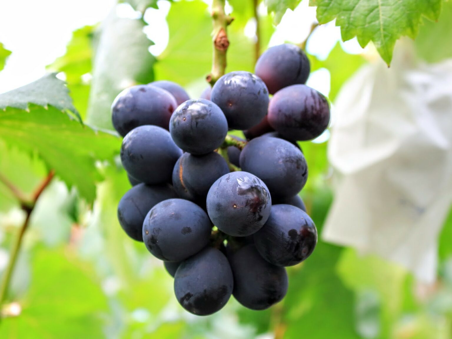 KYOHO GRAPE MOCHI | Japanese rice cake | K. Minamoto